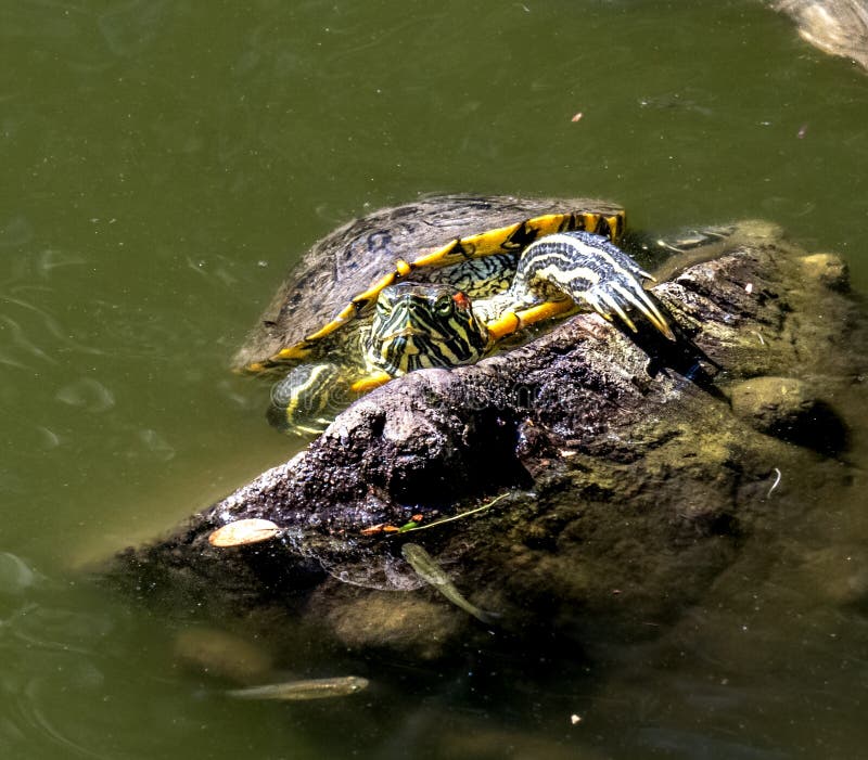 574 Climbing Turtle Stock Photos - Free & Royalty-Free Stock Photos ...