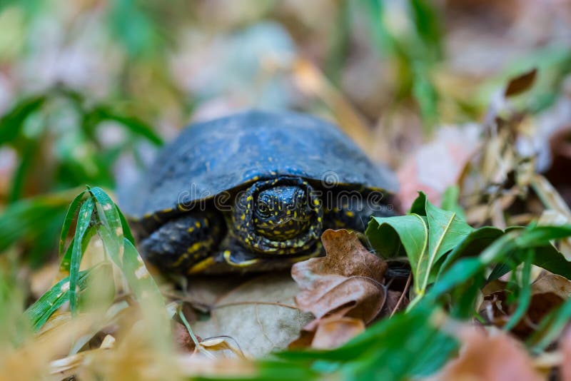 Turtle Crawl among Leaves in Forest Stock Image - Image of forest ...