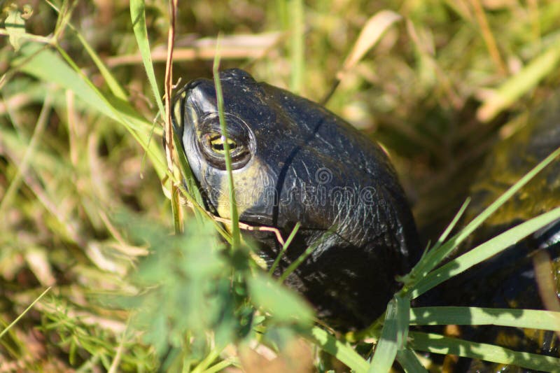 Closeup of Turtle Head Side View with Grass Around and Selective Focus ...