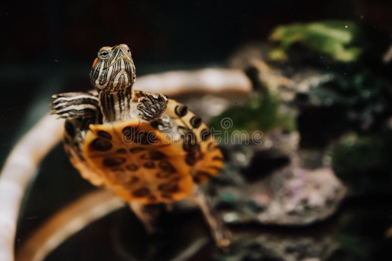 Closeup of a Turtle Inside an Aquarium Stock Image - Image of closeup ...