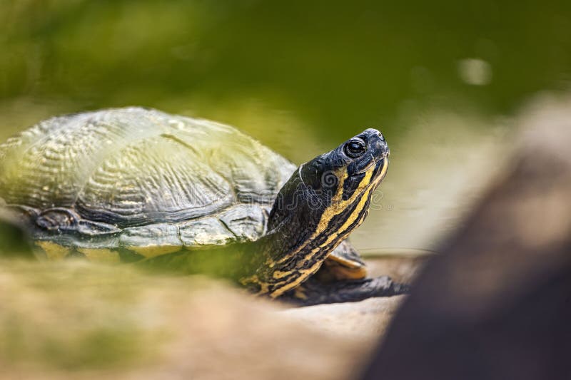 Closeup of a Turtle Looking Upward Stock Photo - Image of closeup ...