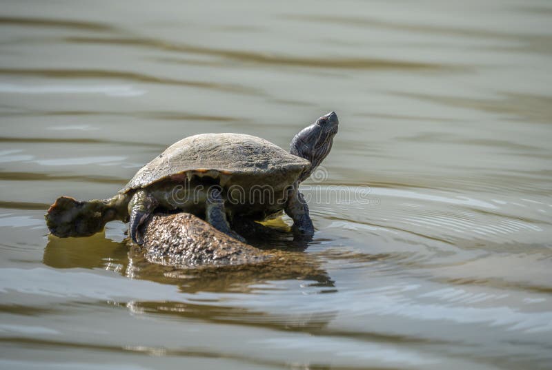 Turtle Perched on a Rock in the Water. Stock Photo - Image of patient ...