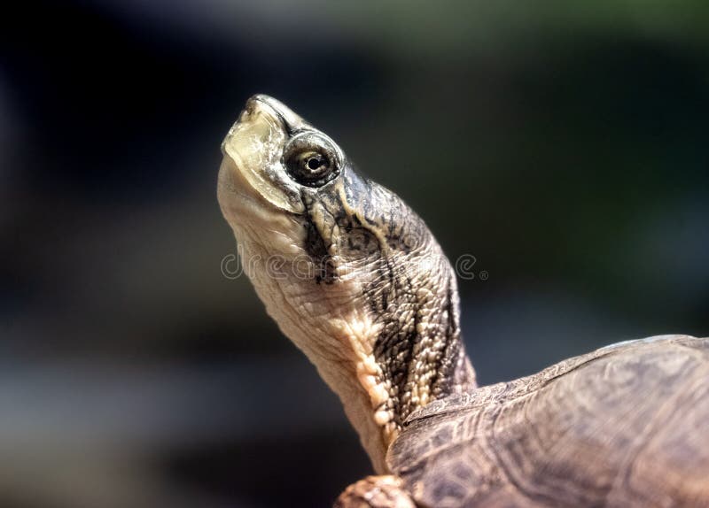 Closeup of a Turtle S Head Who Appears To Be Smiling Stock Image ...