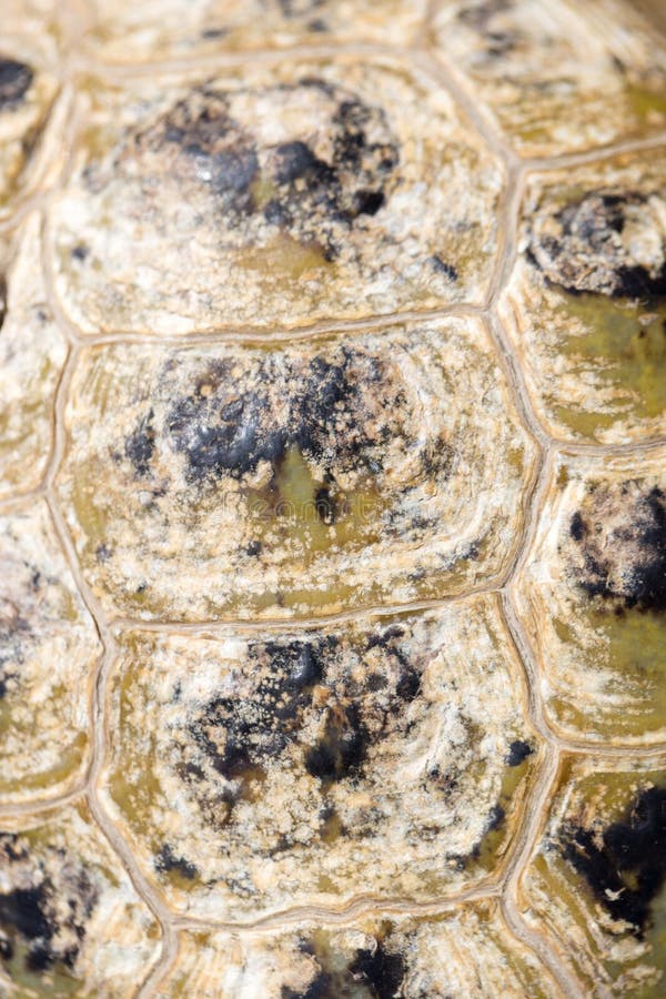 Closeup of a turtle shell. stock image. Image of life - 95797801