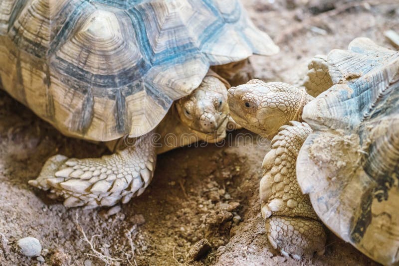 Closeup Turtle in Soil Pond Textured Background Stock Photo - Image of ...