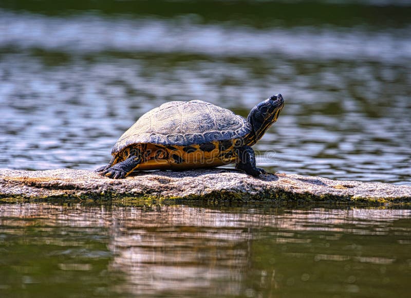 Closeup of a Turtle Standing on a Rock in a Pond Stock Photo - Image of ...
