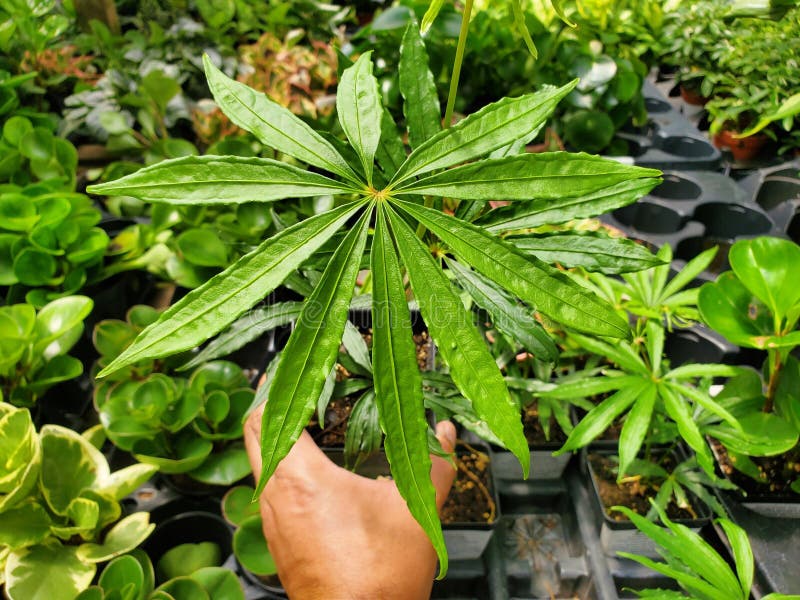 Closeup of a Tweed Anthurium with Its Unique Leaf Structure Stock Photo ...