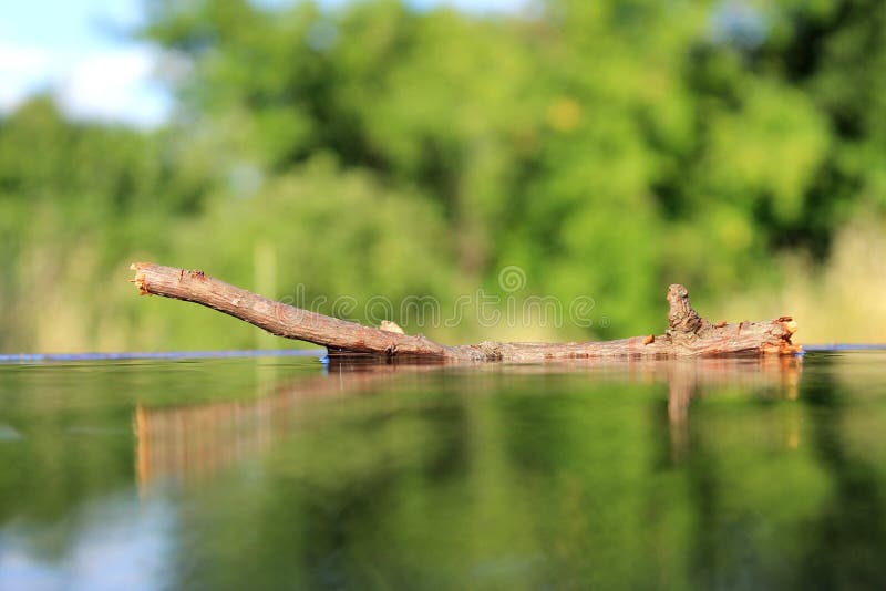 538 Floating Twig Stock Photos - Free & Royalty-Free Stock Photos from ...