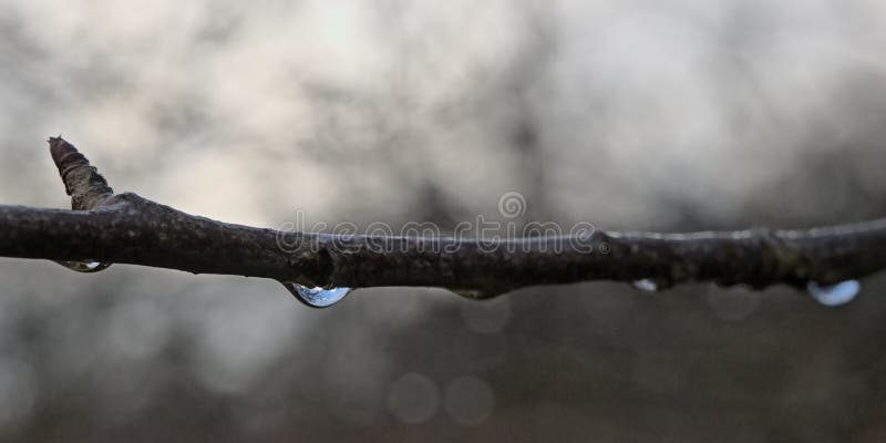 Twig with Raindrop and Bokeh Trees in the Background Stock Photo ...