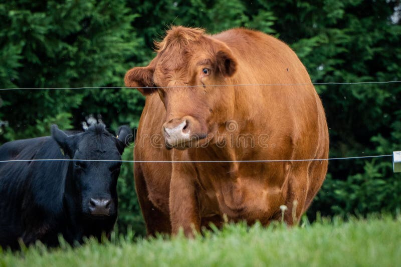 Closeup of Two Aberdeen Angus on a Farm Stock Photo - Image of green ...