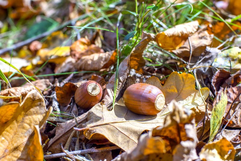 Closeup of two acorns stock image. Image of gold, yellow - 33946469