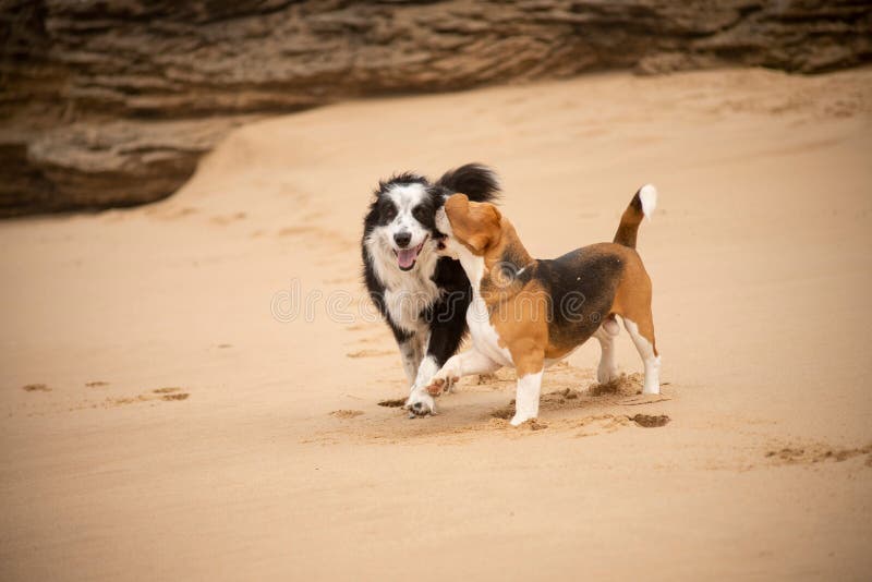 Closeup of Two Adorable Dogs Playing at the Beach Stock Image - Image ...