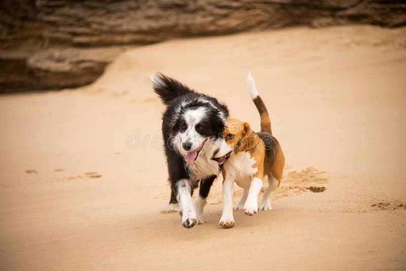 Closeup of Two Adorable Dogs Playing at the Beach Stock Image - Image ...