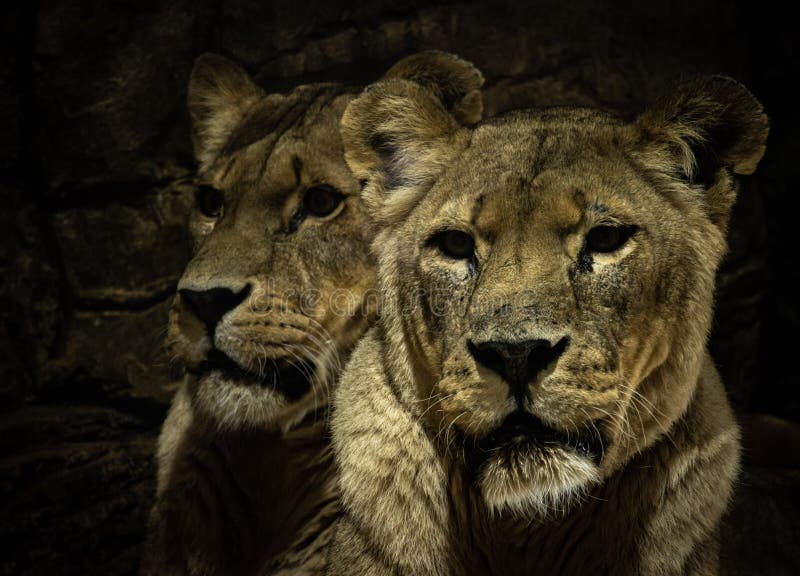 Two lionesses stock photo. Image of animal, closeup - 208075660