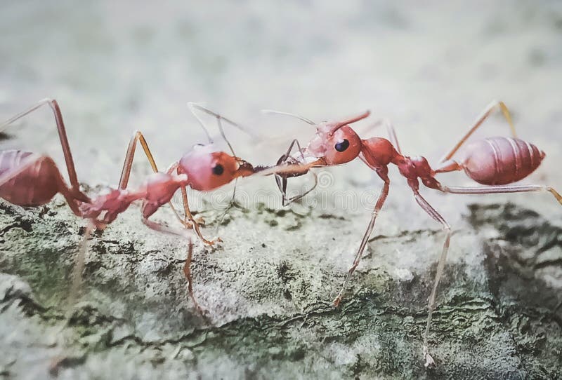 Two ants stock image. Image of insects, brown, animal - 36412387