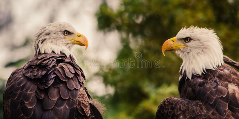 Closeup of Two Bald Eagles Looking at Each Other Stock Image - Image of ...