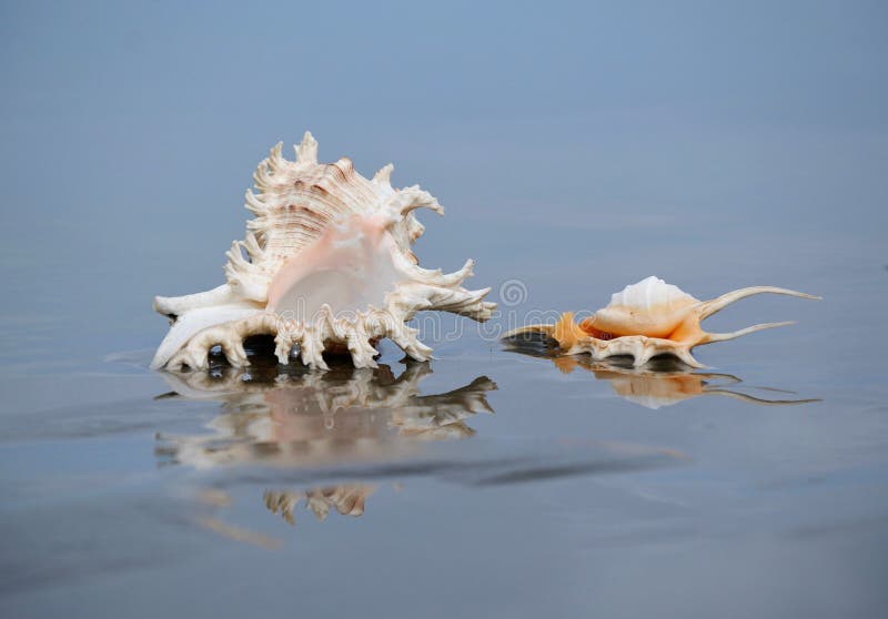 Closeup of Two Beautiful Seashells on a Reflective Water Surface Stock ...