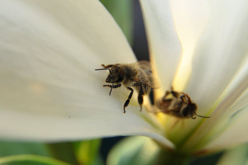 Closeup of Two Bees in One Blossom by Daylight Stock Photo - Image of ...