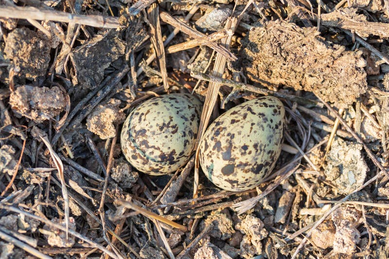 Two Bird Eggs on the Ground with Natural Background with Copy Space at ...