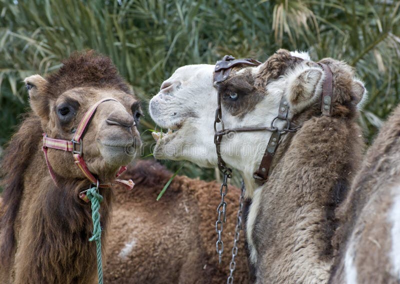 Closeup of Camels Feet stock photo. Image of dromedary - 12997998