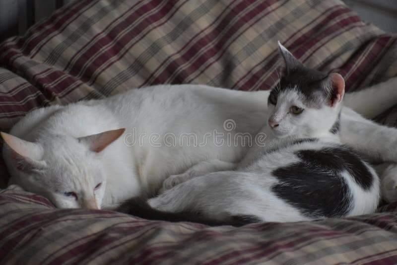 Closeup of Two Cats Sleeping on a Pillow Stock Photo - Image of watch ...