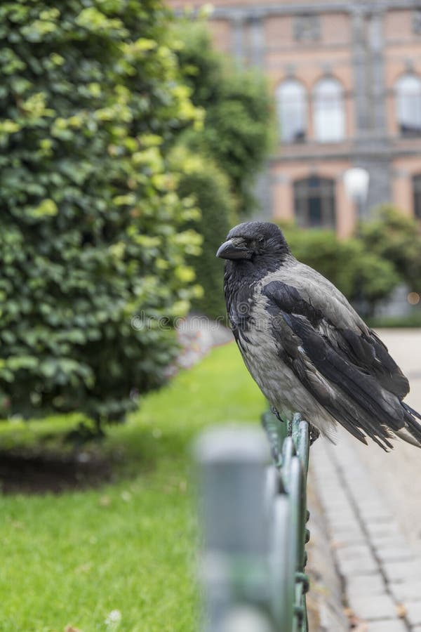 Crow looking at the camera stock image. Image of natural - 177052147