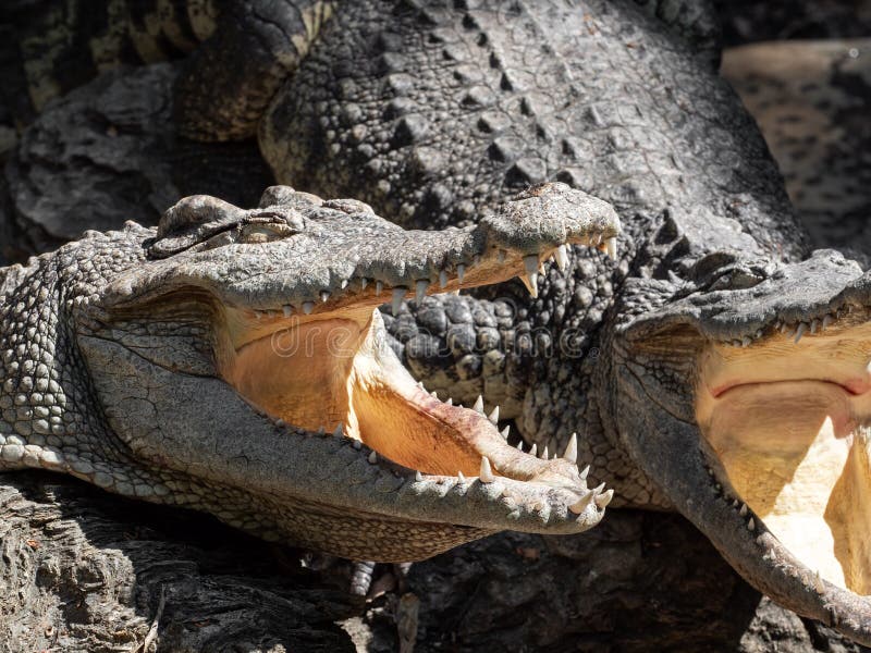 Two crocodile stock photo. Image of terrarium, silent - 3677652