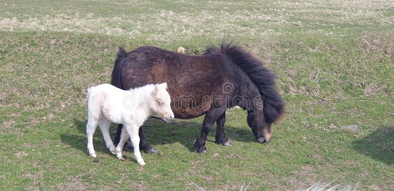 Closeup of Two Cute Furry Ponies Walking in a Field Stock Image - Image ...