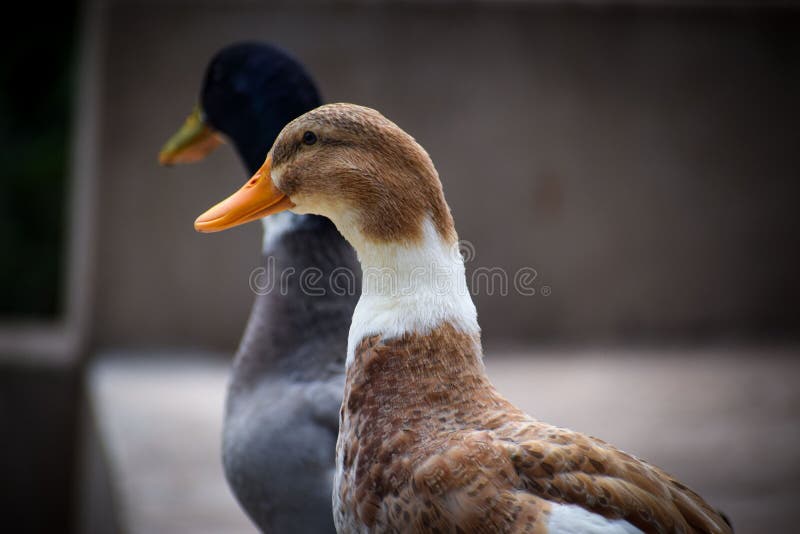 Closeup of Two Ducks Standing on the Staircase. Stock Image - Image of ...