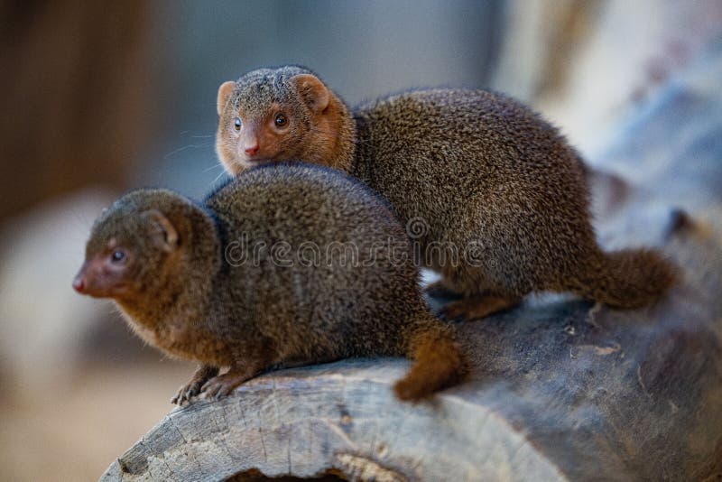 Closeup of Two Dwarf Mongooses Sitting on a Tree Stump in a Zoo Stock ...
