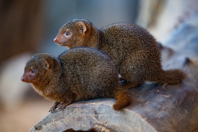 Closeup of Two Dwarf Mongooses Sitting on a Tree Stump in a Zoo Stock ...