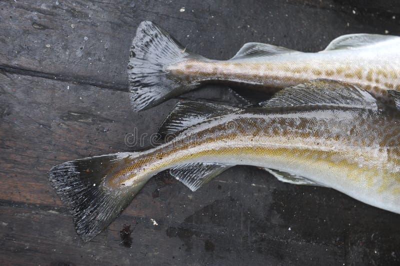 Closeup of Two Fish Tails. Atlantic Cod Stock Photo - Image of animals ...
