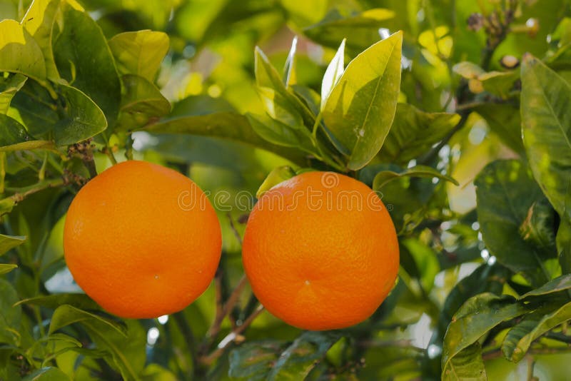 Closeup of Two Fruits of Orange Hanging on the Tree Stock Image - Image ...