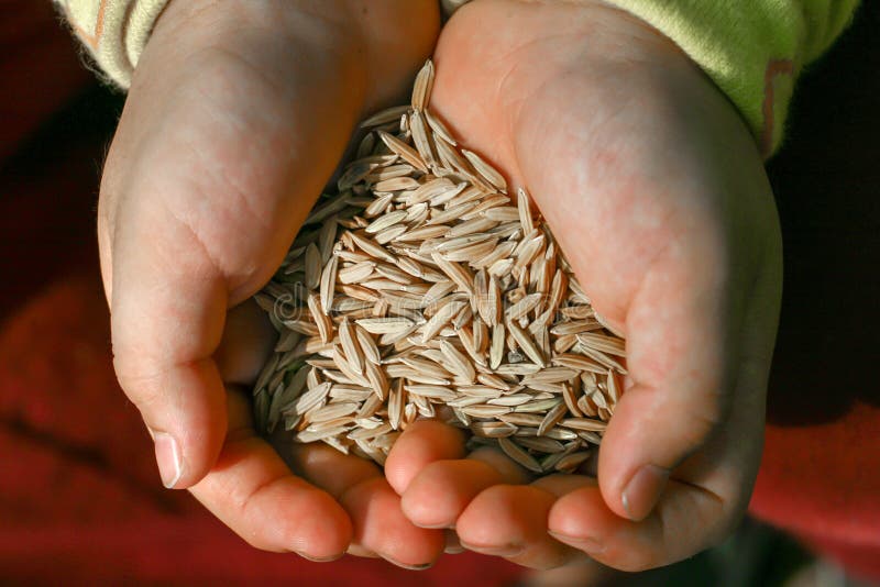 Closeup of Two Hands Holding Pile of Brown Jasmine Rice in the Husks ...