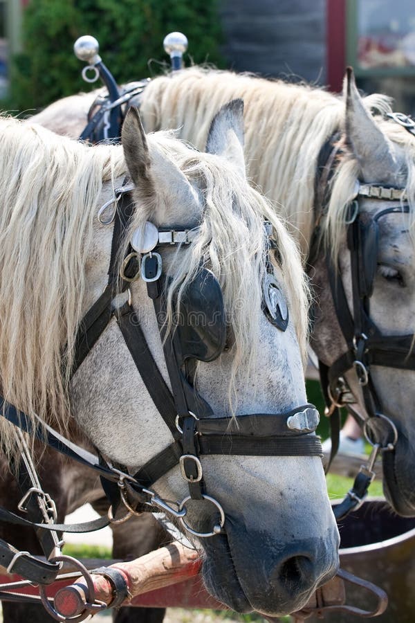 Trolley Horses in Park Garden in Summer 2019 Stock Image - Image of ...