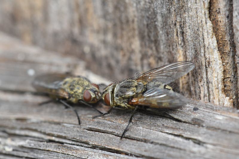Flies stock photo. Image of background, closeup, wood - 109760264