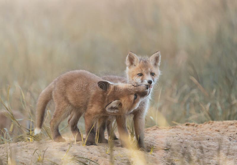 Closeup of Two Kit Fox Babies Playing Together in a Meadow Stock Photo ...