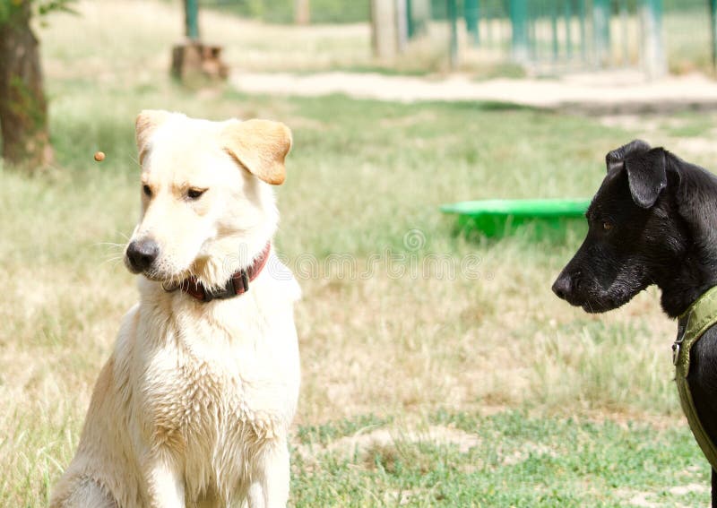Closeup of Two Labs in the Park. Stock Photo - Image of furry, white ...