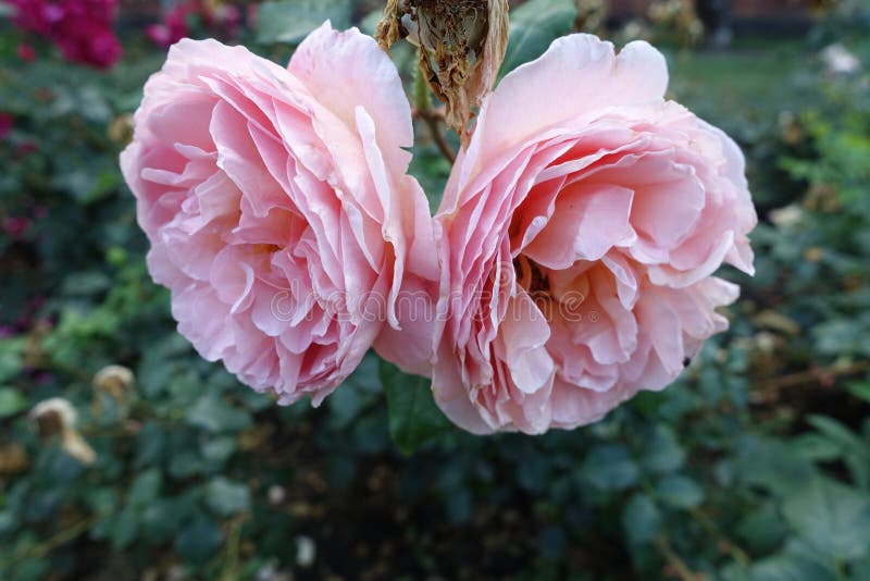 Closeup of Two Light Pink Flowers of Rose in June Stock Photo - Image ...
