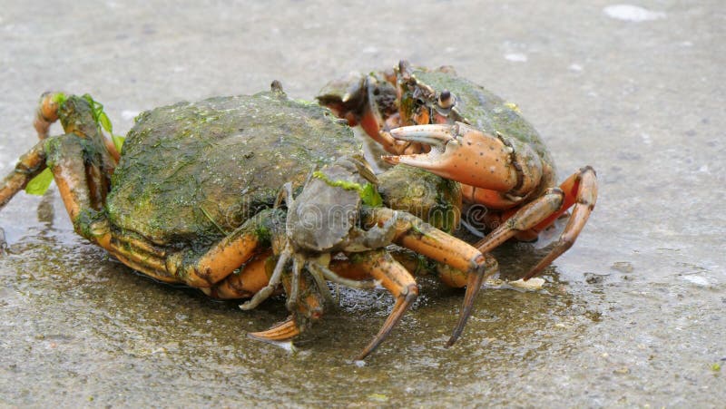 1,725 Shore Crabs Photos - Free & Royalty-Free Stock Photos from Dreamstime