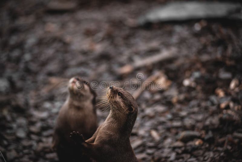 Closeup of Two Otters Looking Up. Stock Photo - Image of mustelidae ...