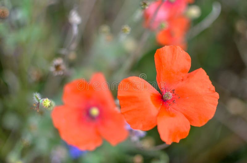 Closeup of Two Poppy Flowers at Garden Stock Image - Image of field ...