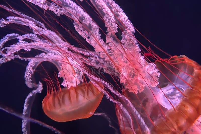Closeup of Two Red Jellyfish Underwater Stock Image - Image of medusa ...