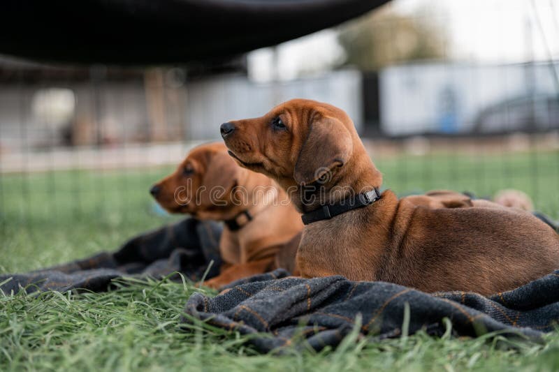 Closeup of Two Rhodesian Ridgeback Puppies Laying on the Green Grass ...