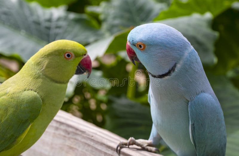 Two Ringneck Parakeets Confronting Eachother in a Bird Sanctuary Stock ...