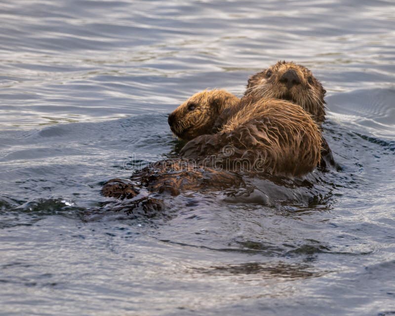 Closeup of Two Sea Otters Playing with Each Other in the Sea Stock ...