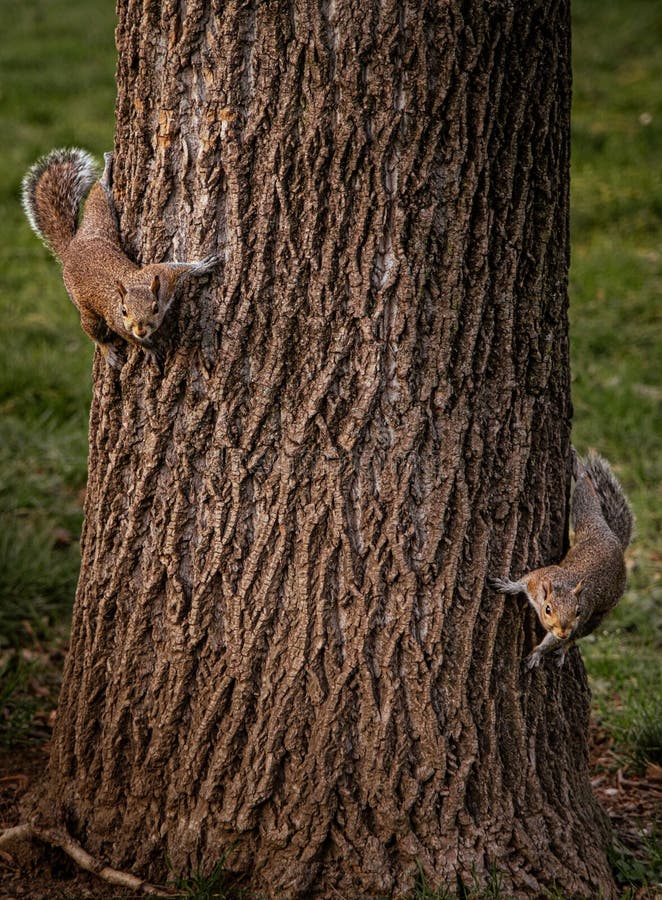 Closeup of Two Squirrels on the Trunk of a Tree Stock Image - Image of ...