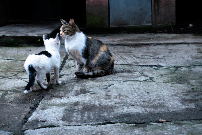 Closeup of Two Street Cats Playing Outside Stock Image - Image of ...
