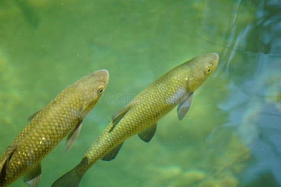 Closeup of Two Swimming Grass Carps Stock Photo - Image of horizontal ...