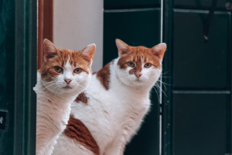 Closeup of Two Tabby Cats Looking into the Camera Stock Image - Image ...